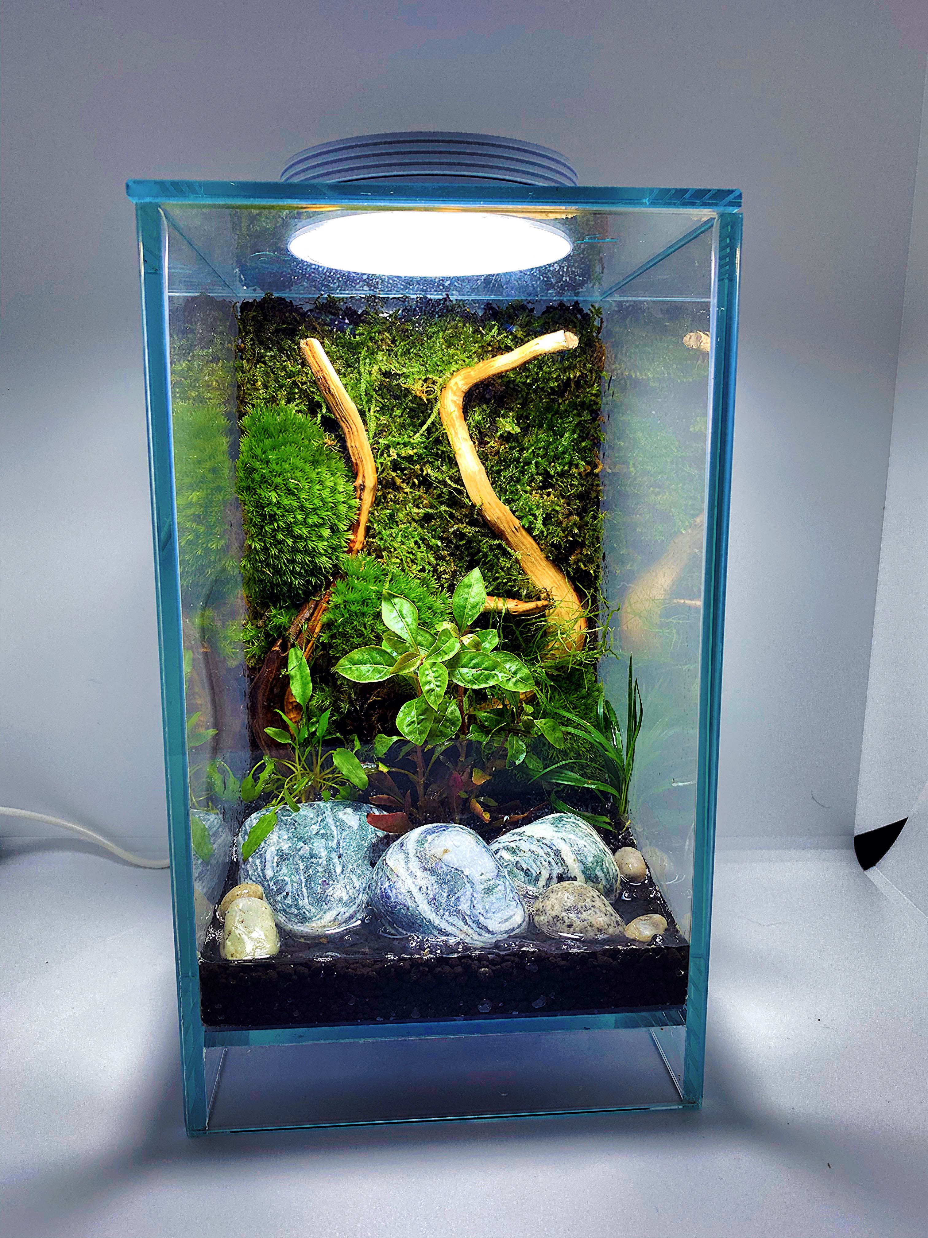 Vertical Moss Wall terrarium, Furniture & Home Living, Home Decor ... Vertical Moss Wall terrarium, Furniture & Home Living, Home Decor ...