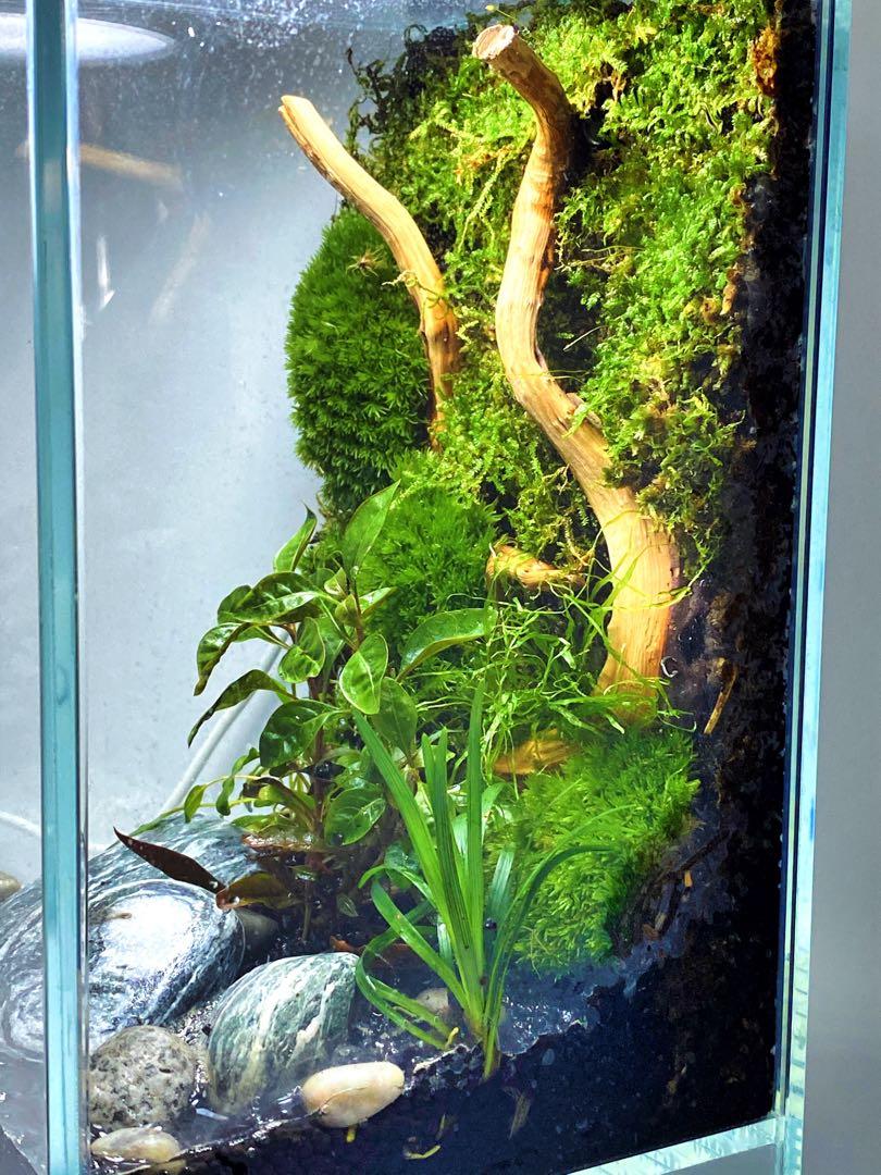 Vertical Moss Wall terrarium, Furniture & Home Living, Home Decor ... Vertical Moss Wall terrarium, Furniture & Home Living, Home Decor ...
