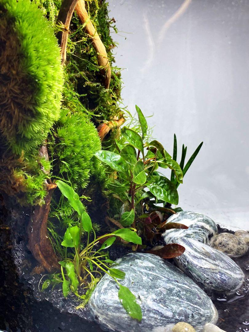Vertical Moss Wall terrarium, Furniture & Home Living, Home Decor ... Vertical Moss Wall terrarium, Furniture & Home Living, Home Decor ...
