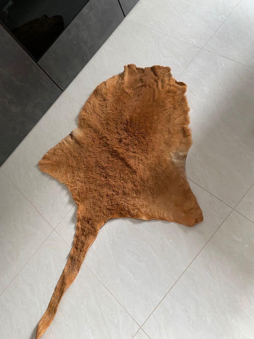 Large Kangaroo Skin Rug Hide, Furniture & Home Living, Home Decor ...