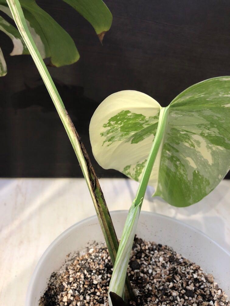 Monstera albo half moon marble (japan) promo, Furniture & Home Living ...