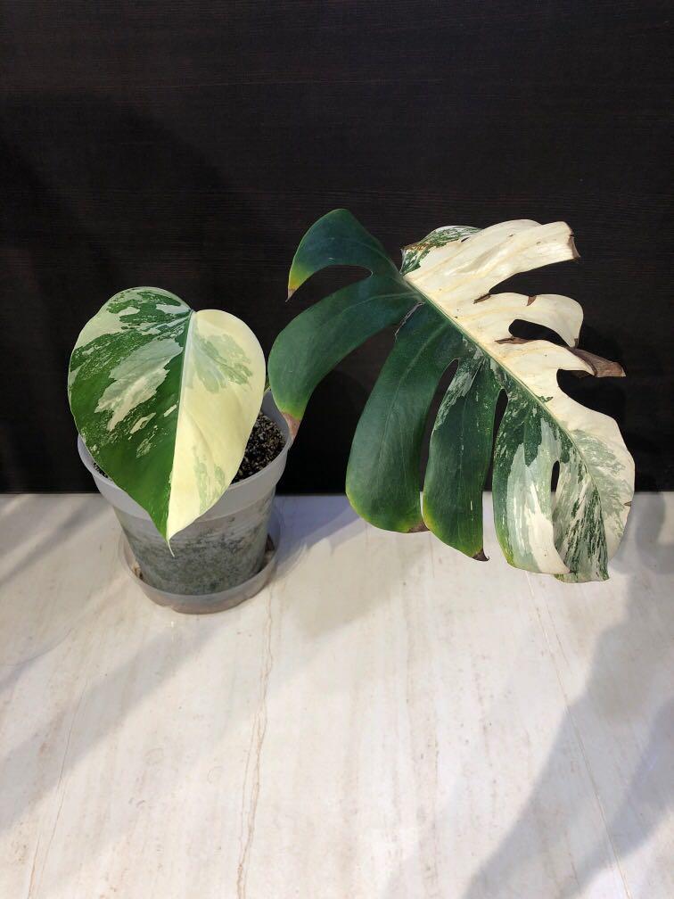 Monstera albo half moon marble (japan) promo, Furniture & Home Living ...