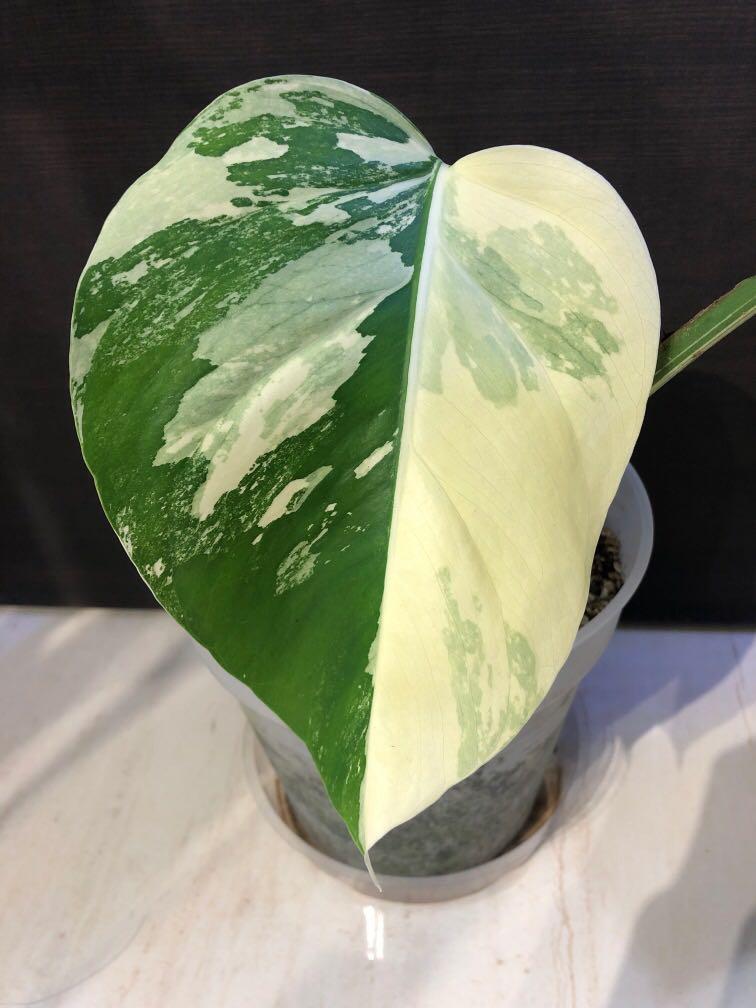 Monstera albo half moon marble (japan) promo, Furniture & Home Living ...