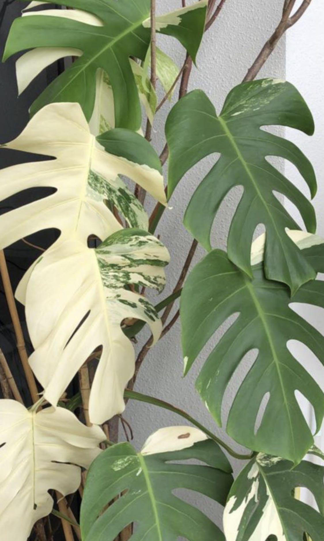 Monstera albo half moon marble (japan) promo, Furniture & Home Living ...