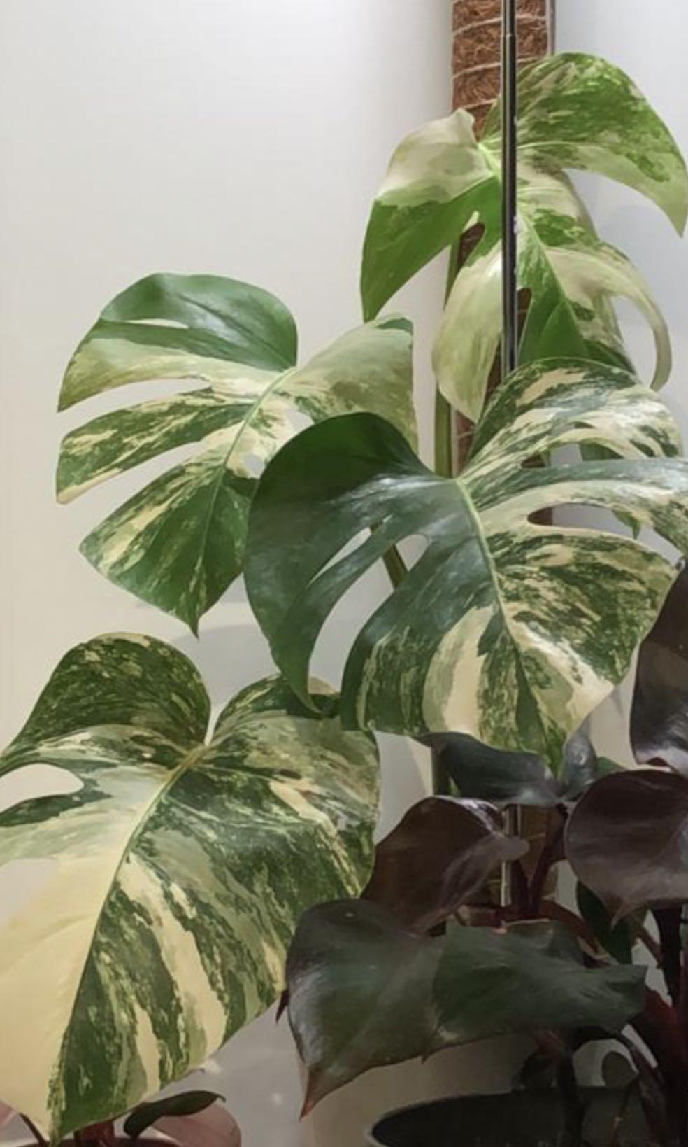 Monstera albo half moon marble (japan) promo, Furniture & Home Living ...