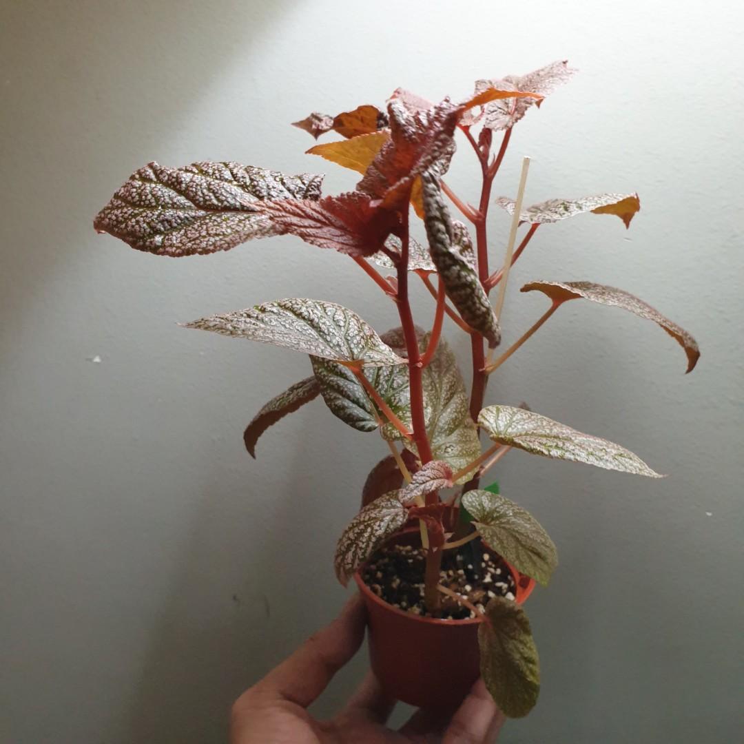 Updates, blooming Now. Pinkish Bump Begonia U062, Furniture & Home ...