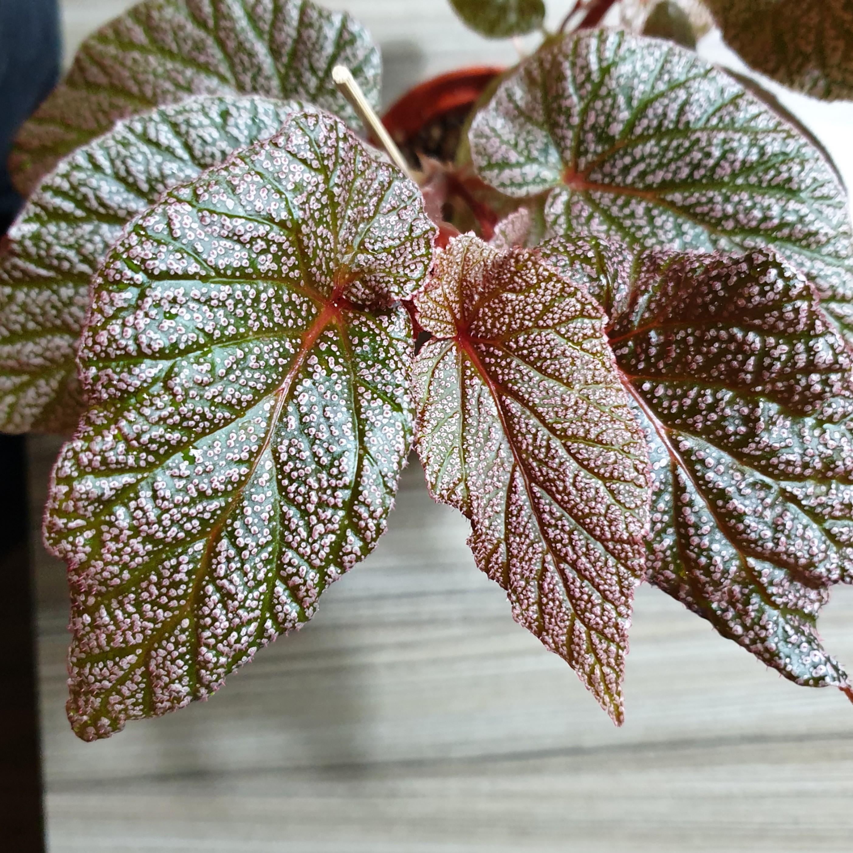 Updates, blooming Now. Pinkish Bump Begonia U062, Furniture & Home ...