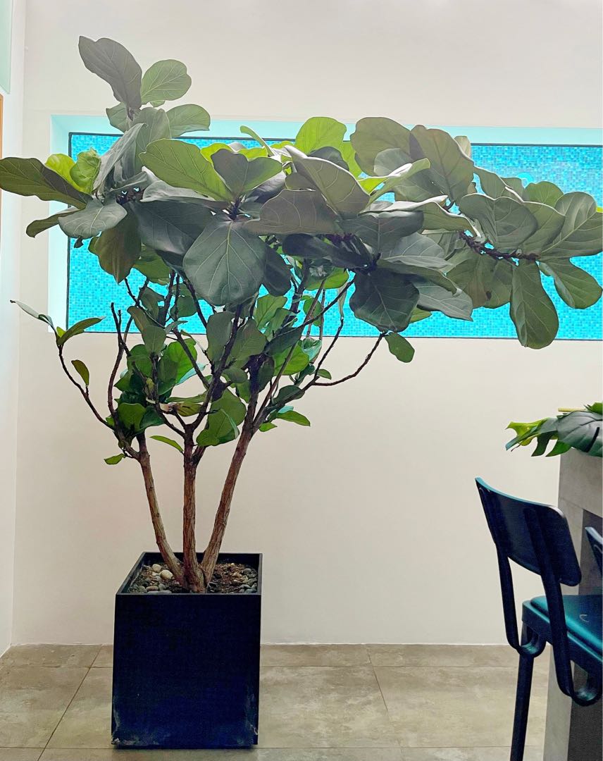 TALL REAL Ficus Lyrata - Fiddle Leaf Fig, Gardening, Plants on Carousell