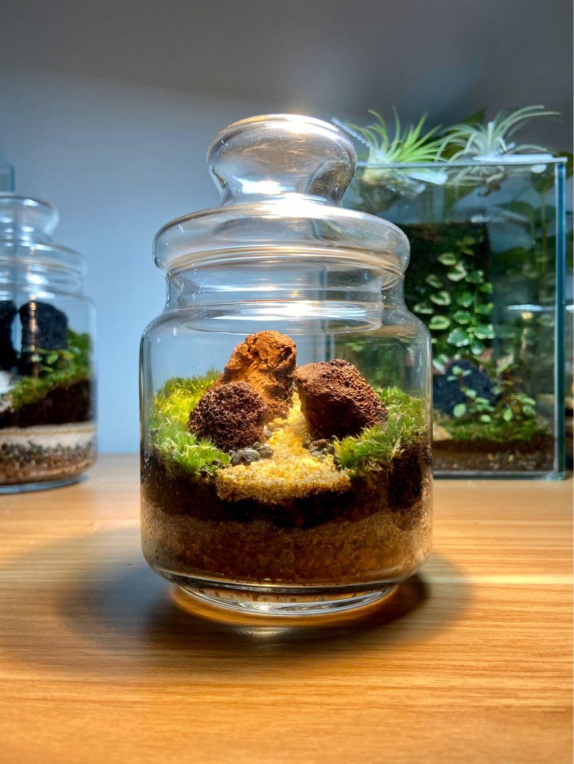 Custom Terrariums, Furniture & Home Living, Home Decor, Artificial ...