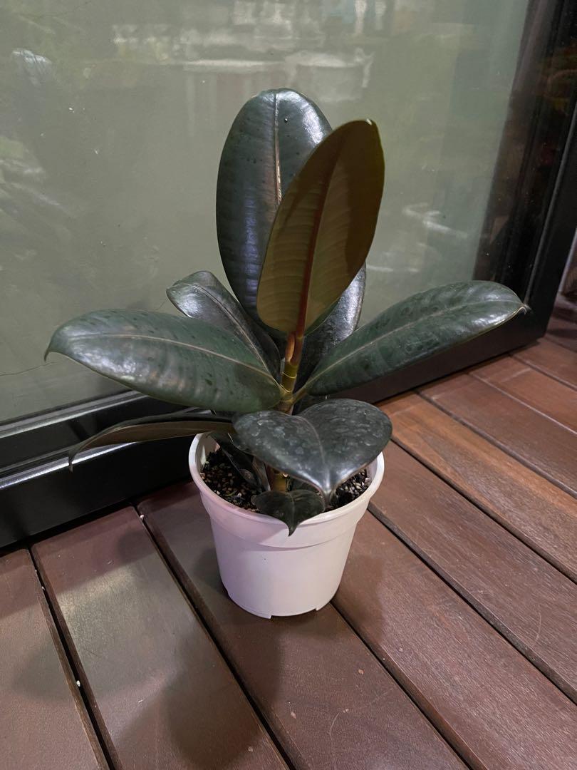 Ficus elastica indoor potted plant, Furniture & Home Living, Gardening ...
