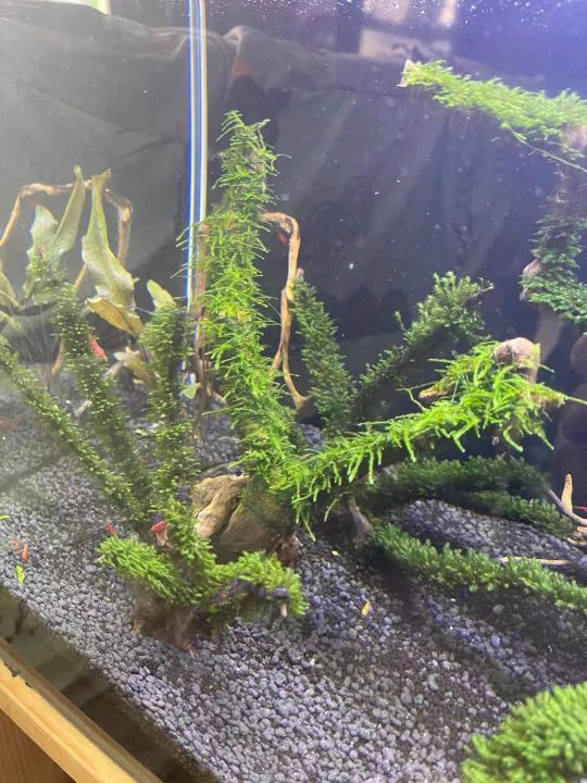 Java Moss With Driftwood, Furniture & Home Living, Gardening, Plants & Seeds on Carousell