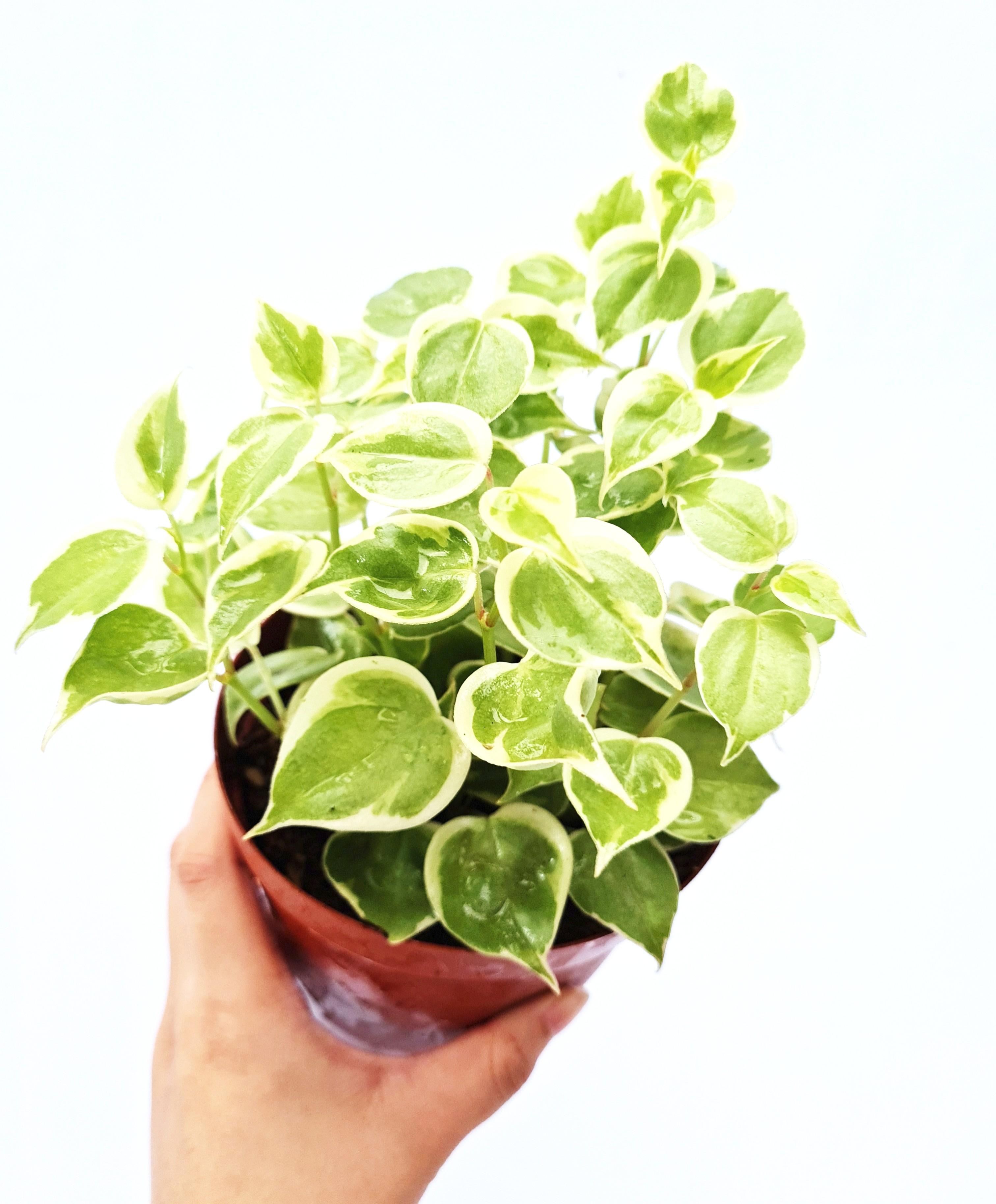 Peperomia Scandens Variegated, Furniture & Home Living, Gardening ...