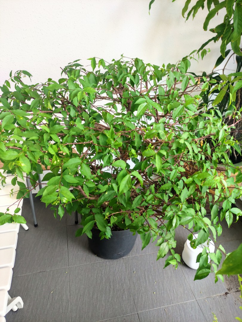 Selling flowering tree, Shui Mei, Furniture & Home Living, Gardening ...