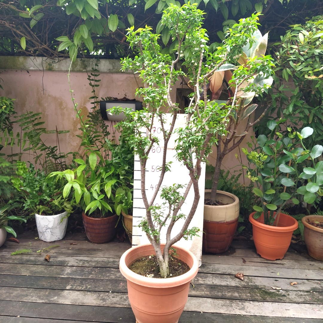 1.2m Shui Mei, Wrightia Religiosa, Furniture & Home Living, Gardening ...