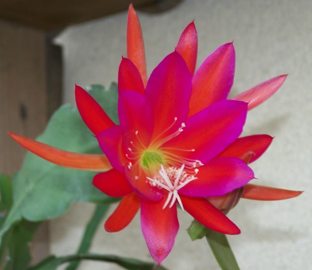 Blooming Red Queen of the night, Furniture & Home Living, Home Decor ...