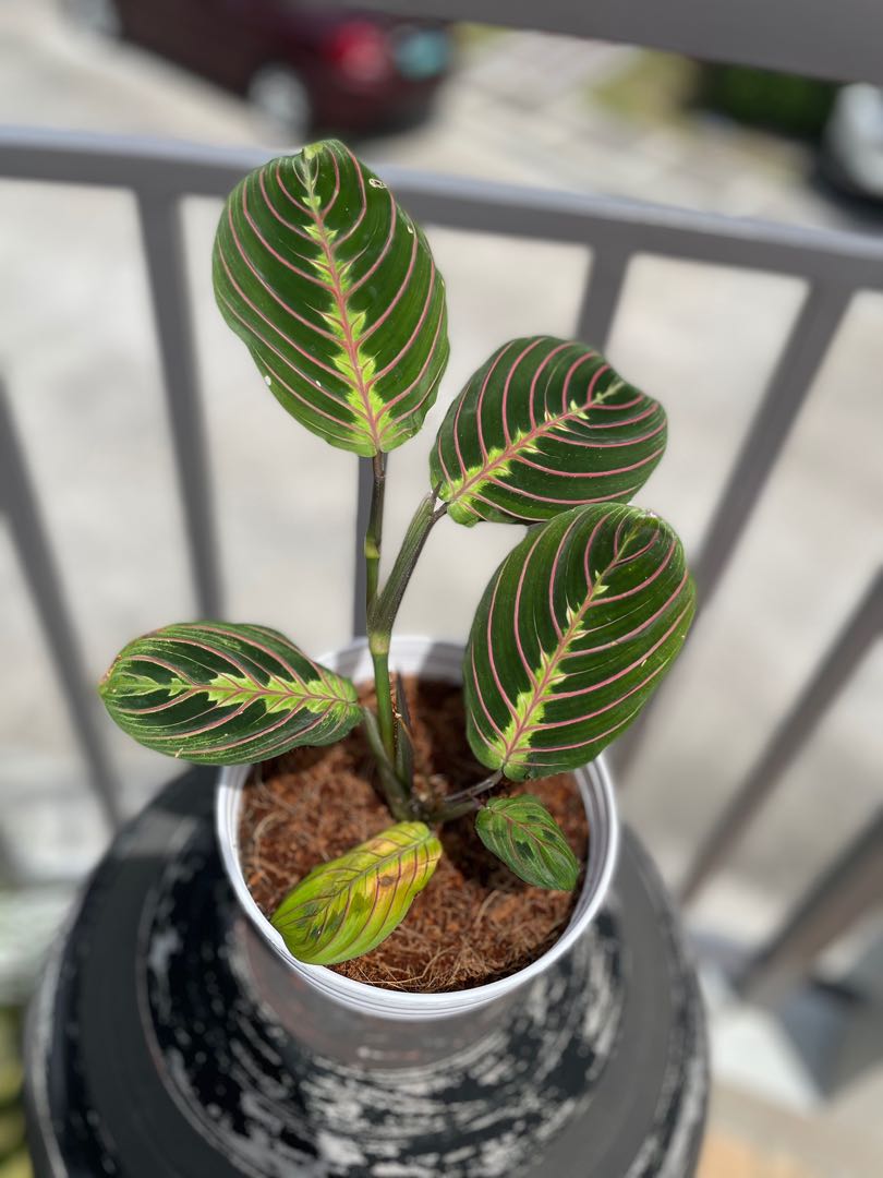 Calathea Red Maranta, Furniture & Home Living, Gardening, Plants ...