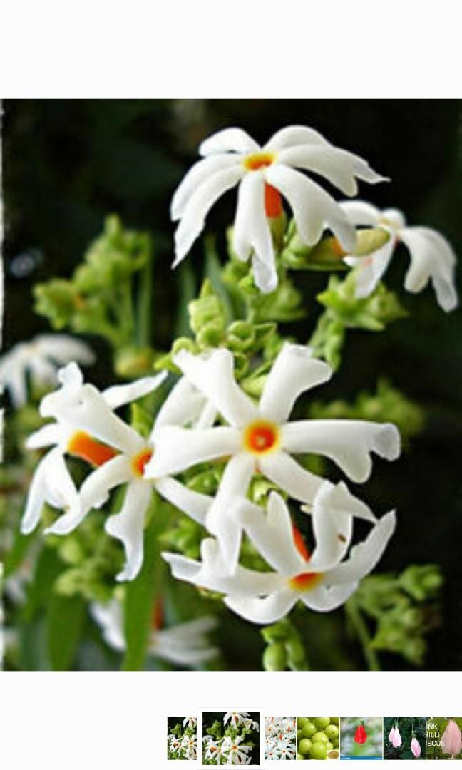 Coral jasmine plant (pavalamalli / paatiyath, Furniture & Home Living ...