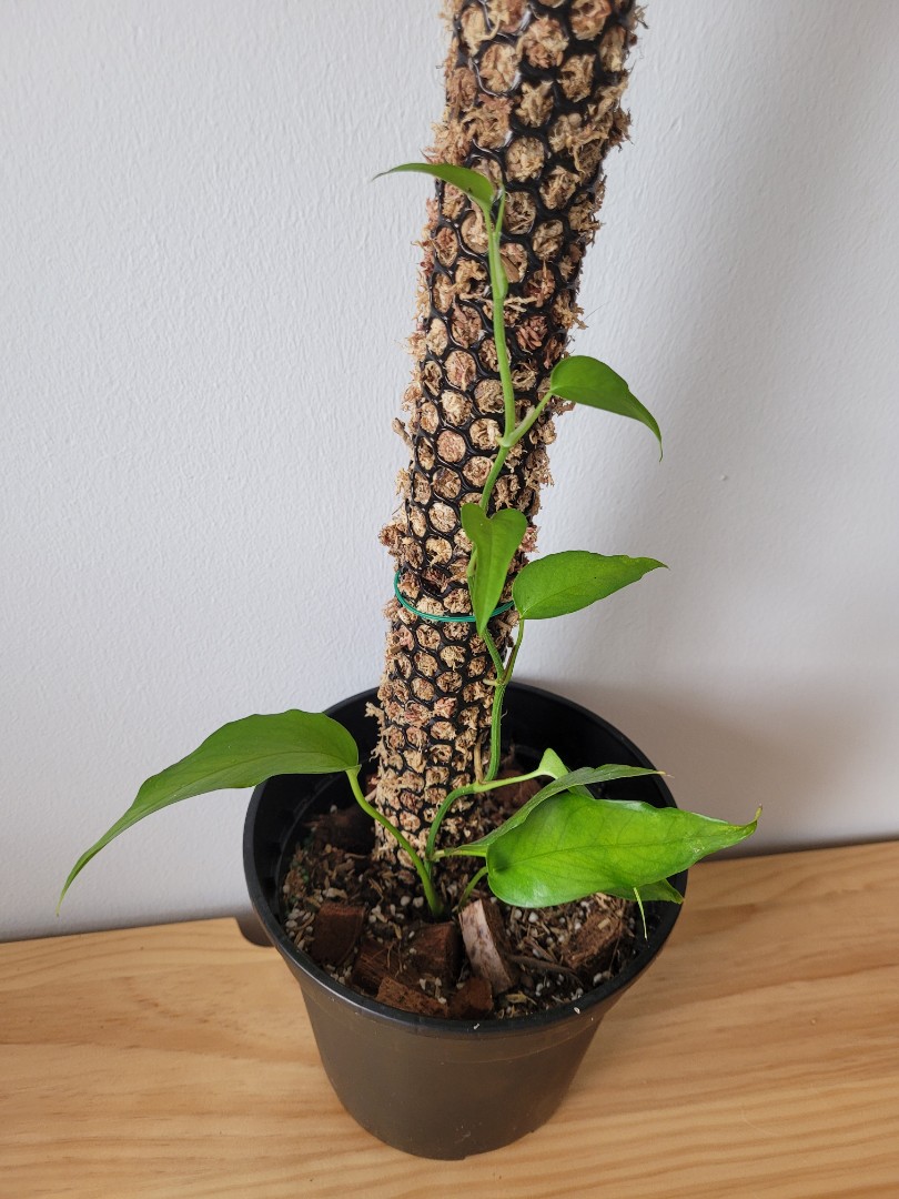 Epipremnum Skeleton Key, Furniture & Home Living, Gardening, Plants ...