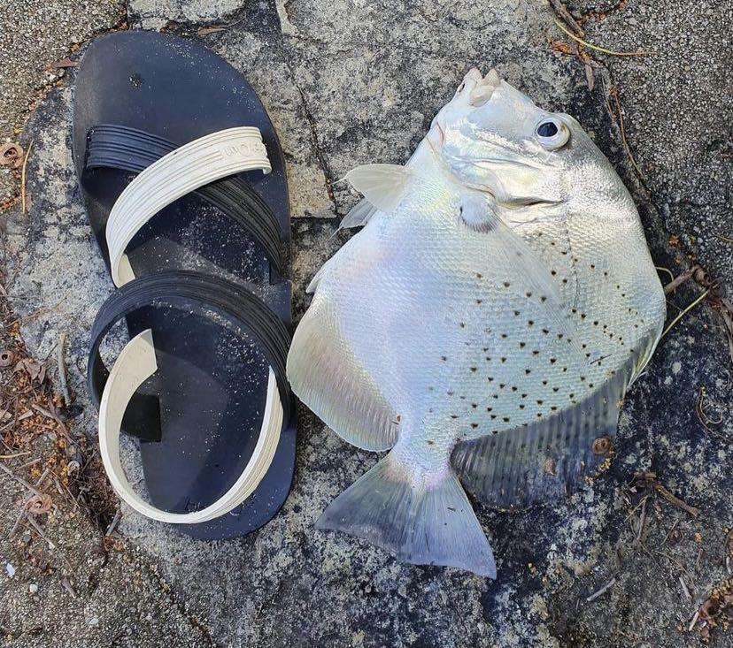 Long Snood Bottom Feeder Rig FISHING RIG, Sports Equipment, Fishing on ...