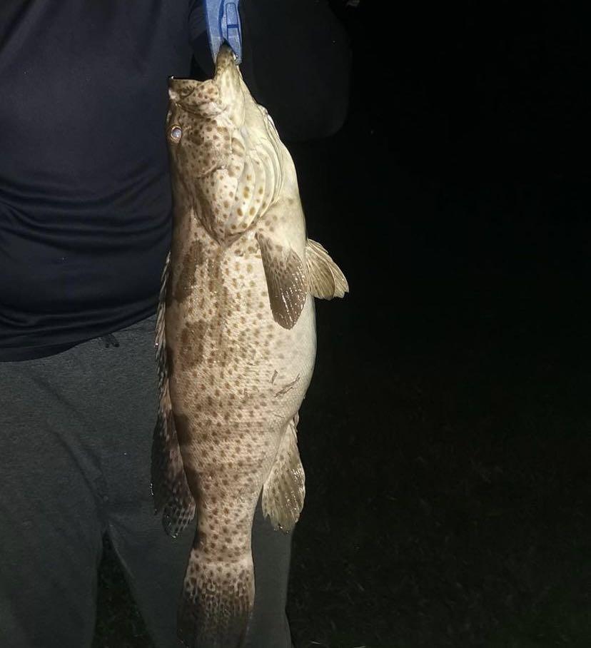 Long Snood Bottom Feeder Rig FISHING RIG, Sports Equipment, Fishing on ...