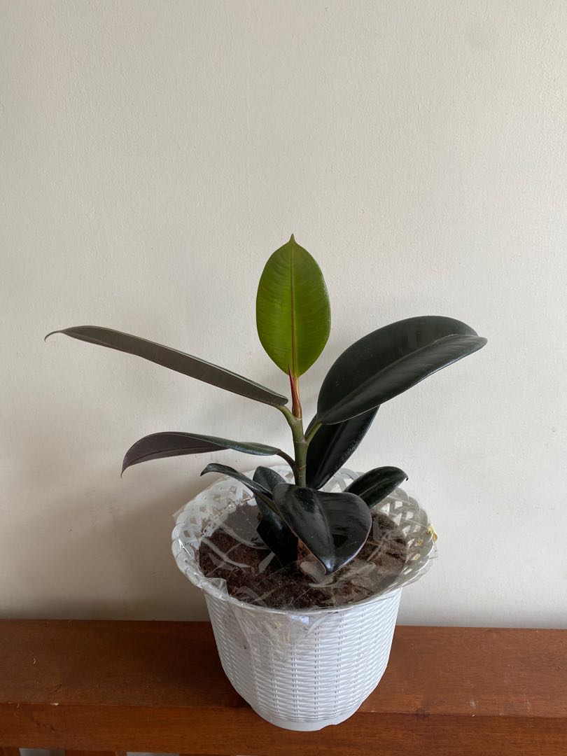 Thailand Black Prince Rubber Tree, Furniture & Home Living, Gardening ...