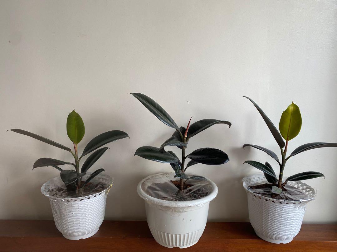 Thailand Black Prince Rubber Tree, Furniture & Home Living, Gardening ...