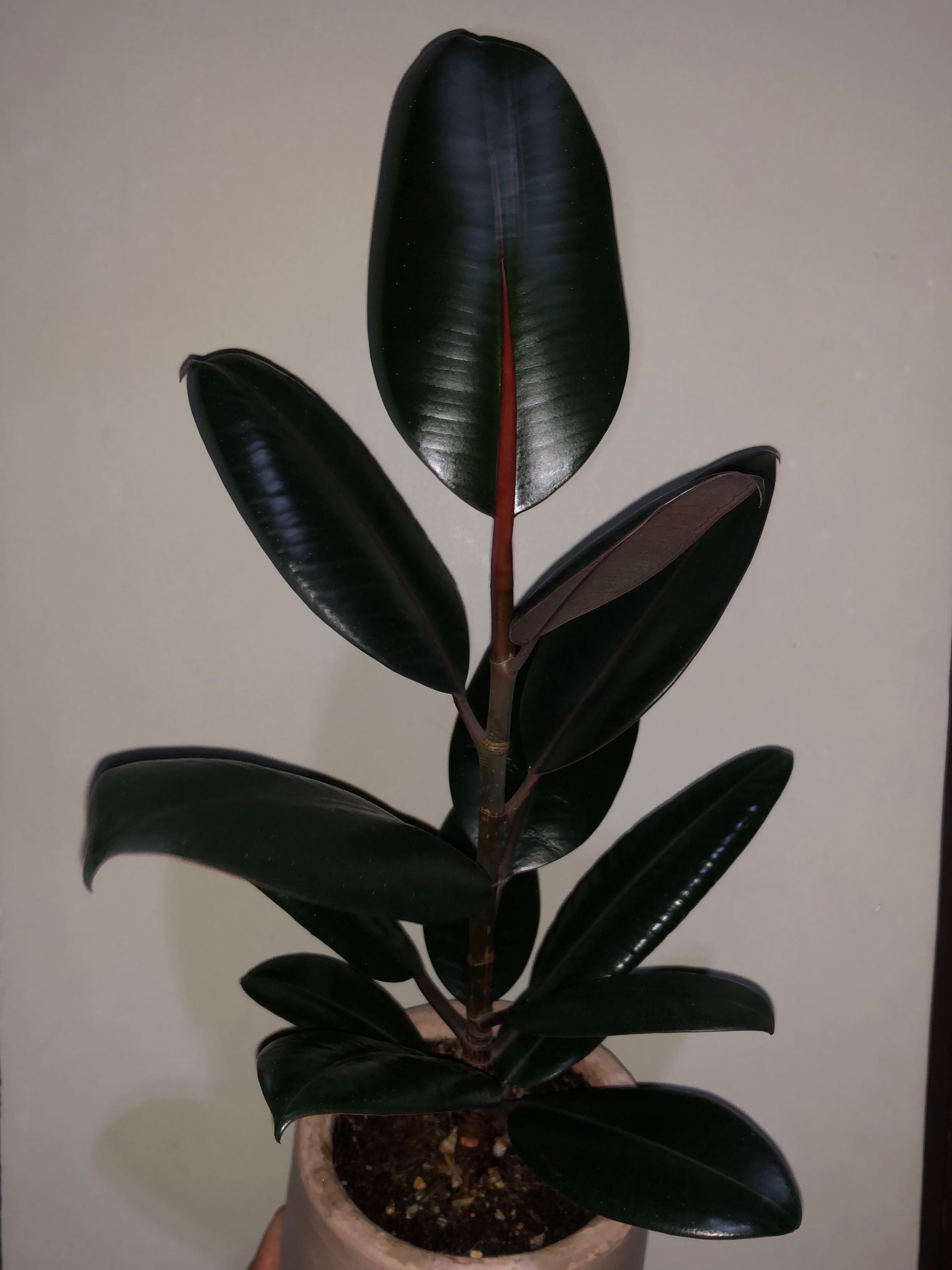 Black Prince Rubber Tree Plant, Furniture & Home Living, Gardening ...