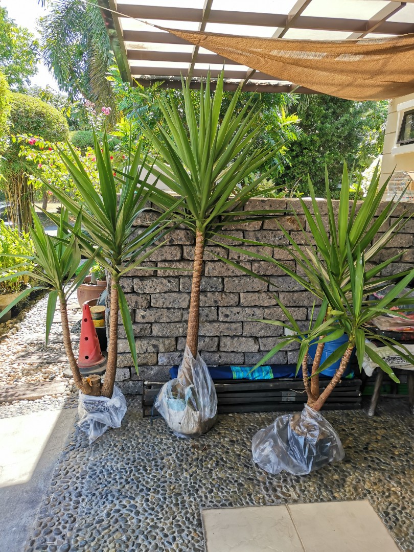 7ft Japanese Yucca, Furniture & Home Living, Gardening, Plants & Seeds ...