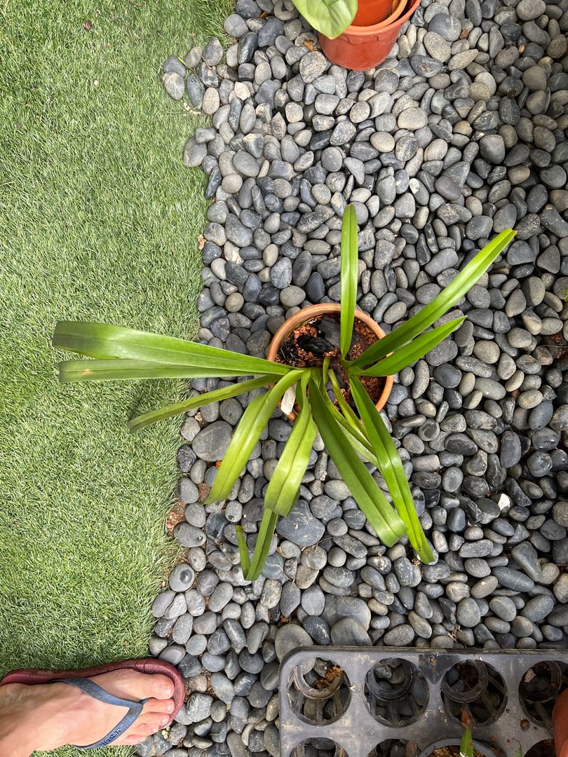 Phragmipedium Leslie Garay (orchid), Furniture & Home Living, Gardening ...