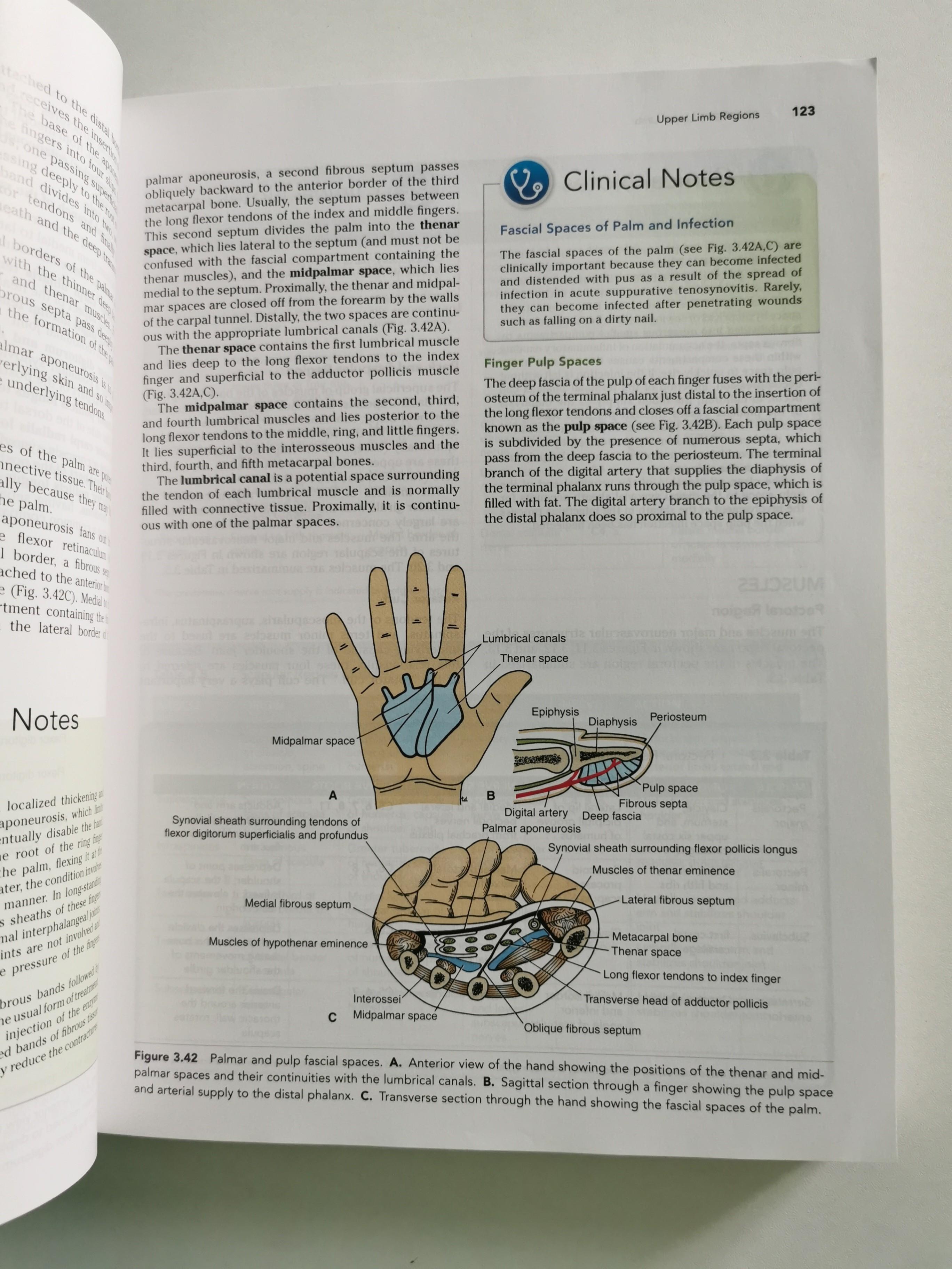 Snell Clinical Anatomy by Regions 10th edition, Hobbies & Toys, Books ...