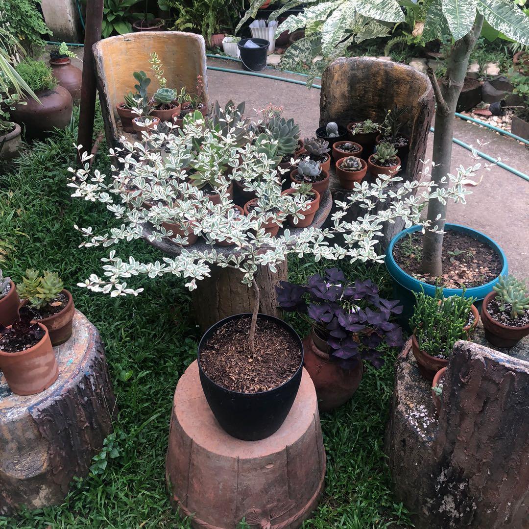 Variegated African Talisay, Furniture & Home Living, Gardening, Plants ...