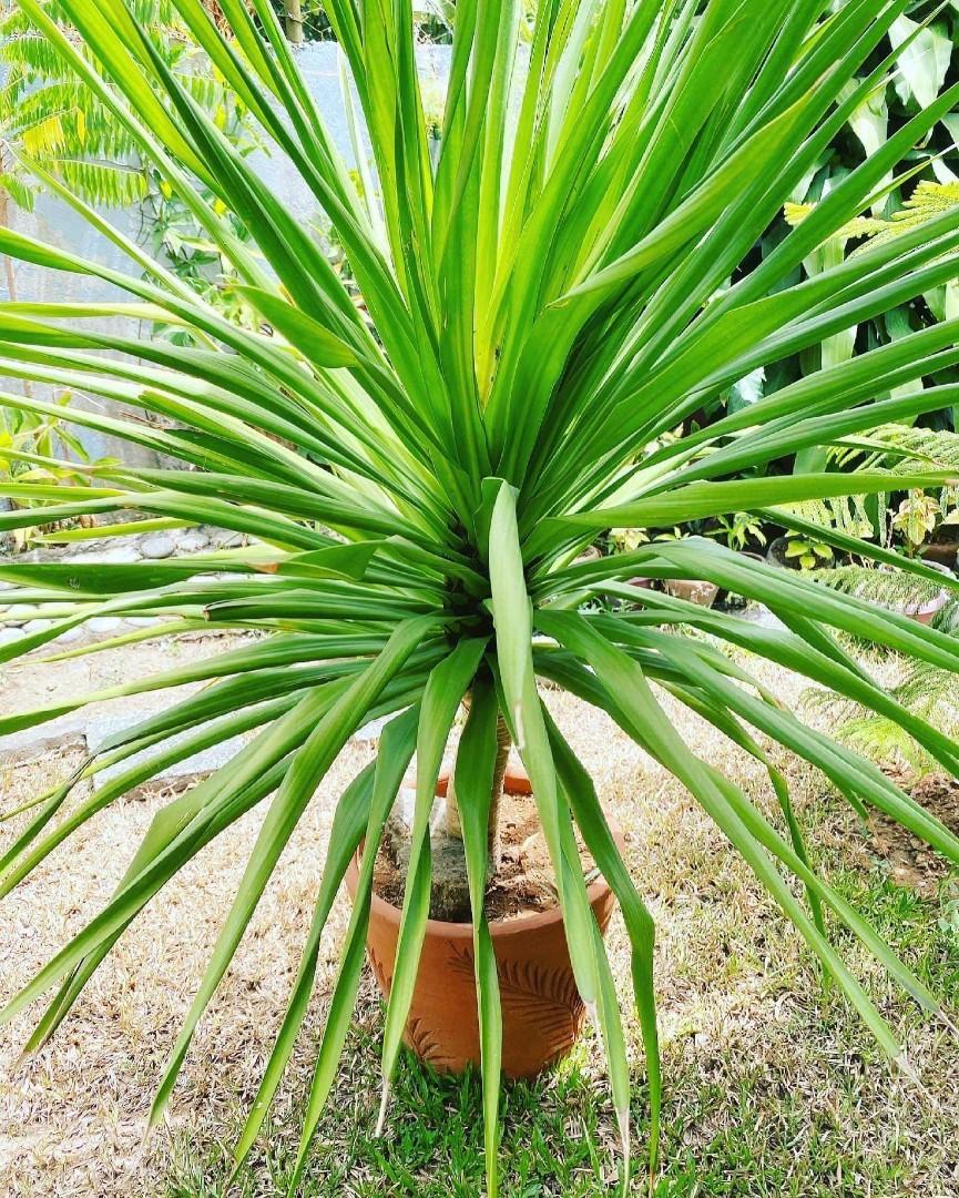 Big Yucca plant, Furniture & Home Living, Gardening, Plants & Seeds on ...