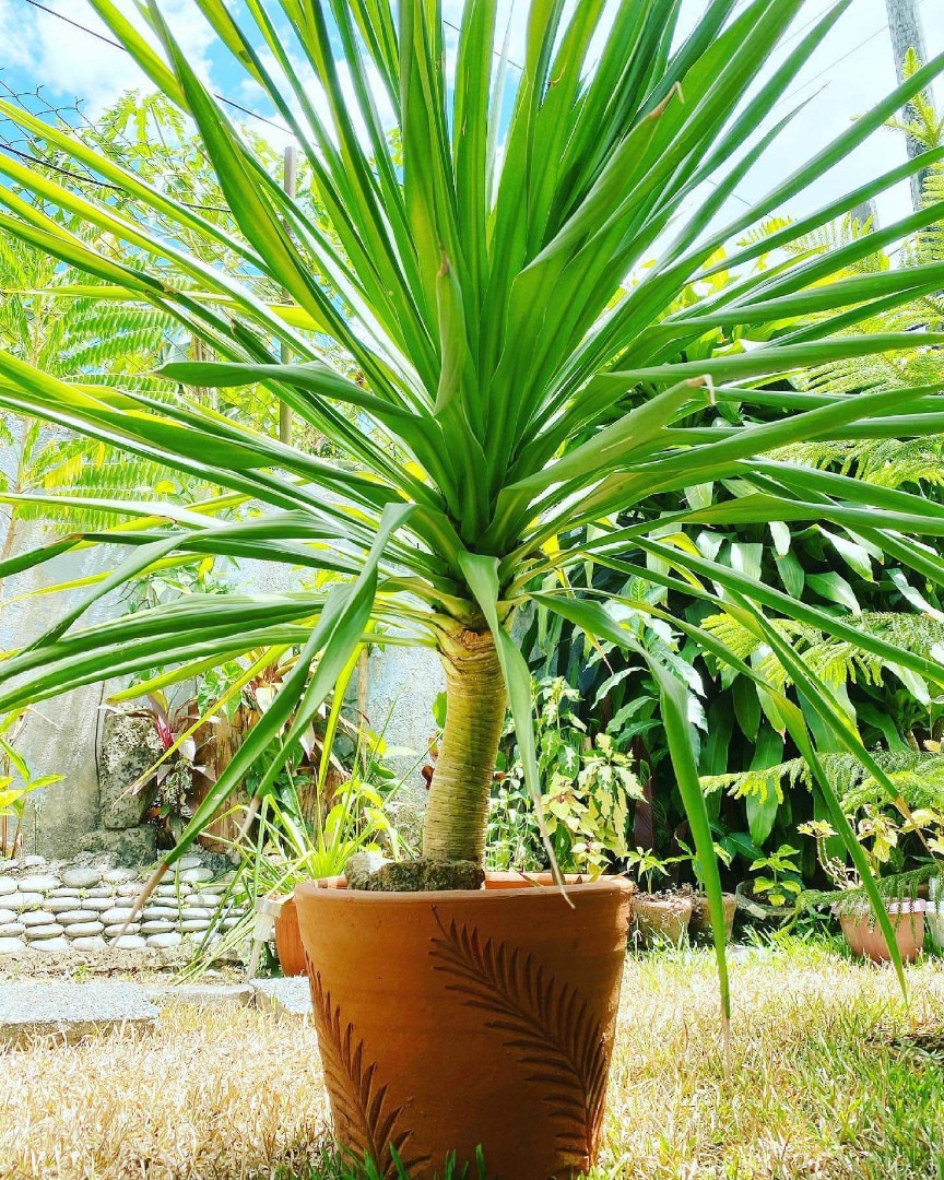 Big Yucca plant, Furniture & Home Living, Gardening, Plants & Seeds on ...