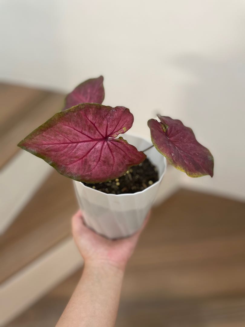 Caladium Red Emperor (Rare), Furniture & Home Living, Gardening, Plants ...