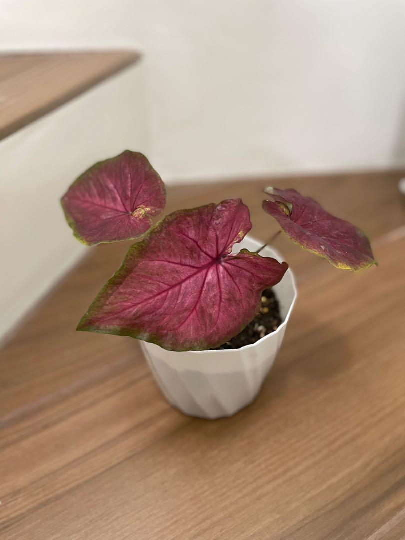 Caladium Red Emperor (Rare), Furniture & Home Living, Gardening, Plants ...