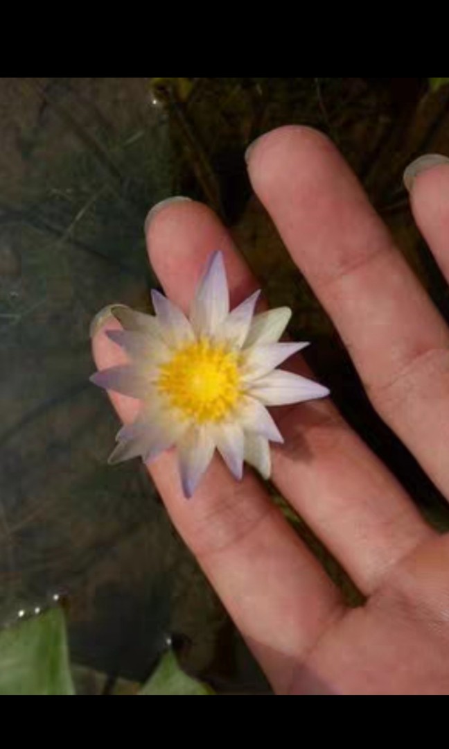 Mini lotus mini lily plant aquatic, Furniture & Home Living, Gardening ...