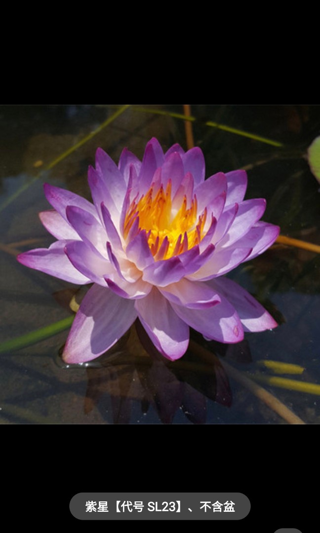 Water Lily Tuber, Furniture & Home Living, Gardening, Garden Soil ...