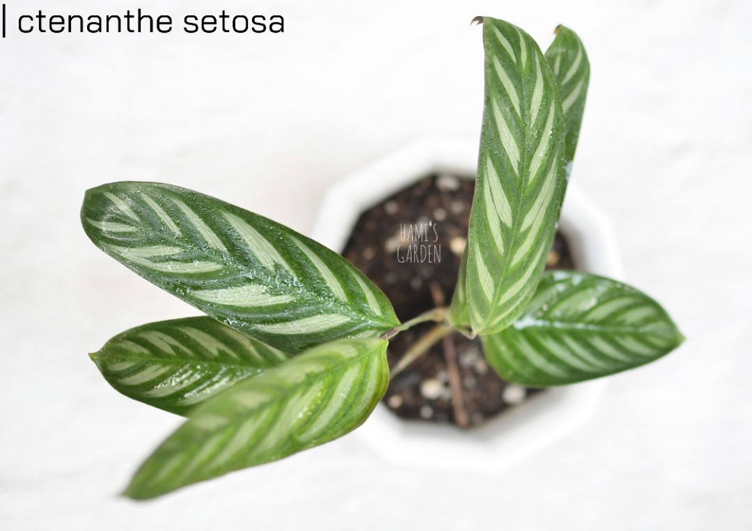 Ctenanthe Setosa (potted and fertilized; actual photo), Furniture ...