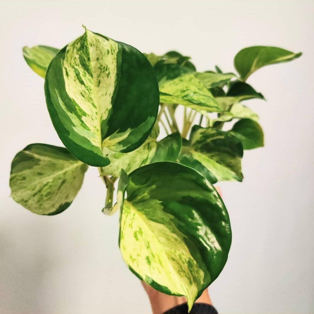 Epipremnum aureum cv 'Manjula' single node cuttings, Furniture & Home ...