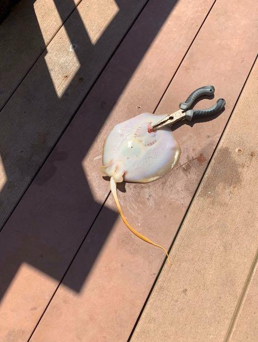 Fishing Rig | Double Apollo Fishing Rig, Sports Equipment, Fishing on ...