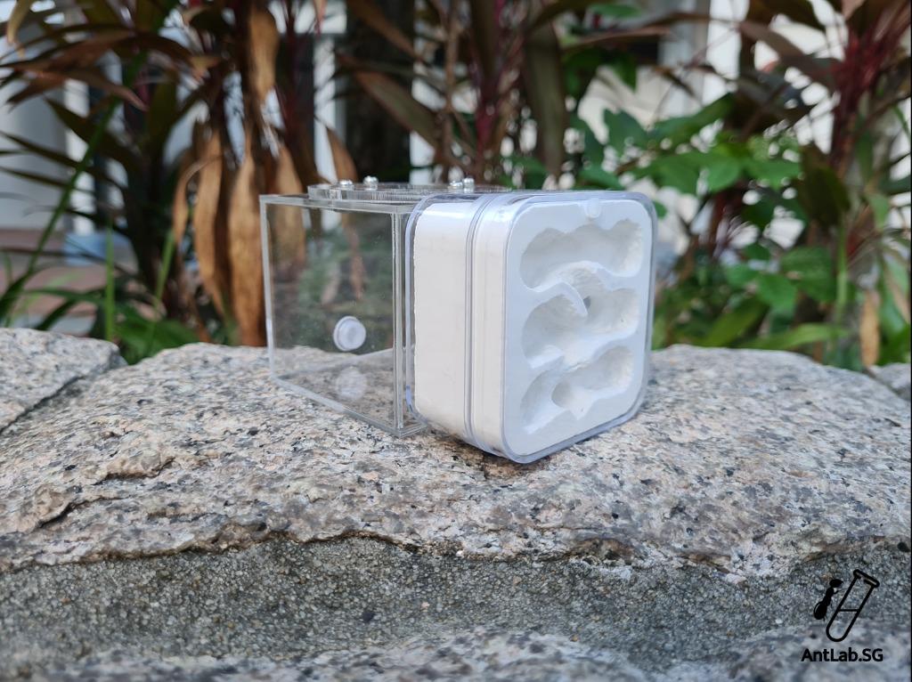 Acrylic Formicarium with Top and Side Viewing Clay Nest and Outworld ...