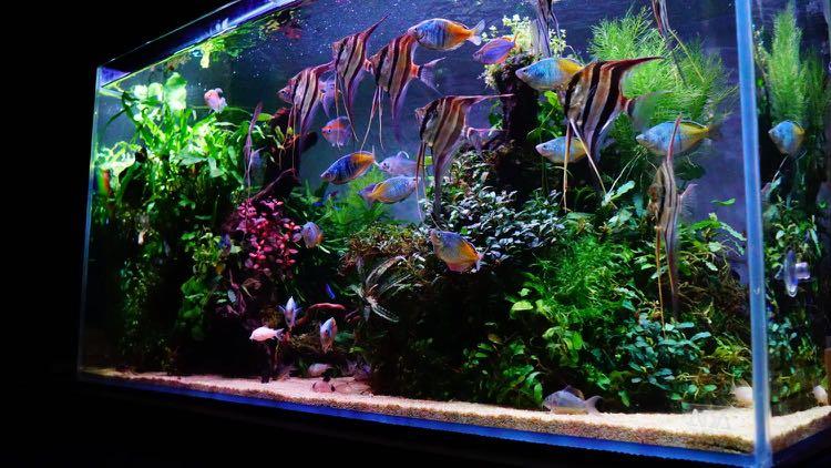 ADA (Aqua Design Amano) 90cm Fish Tank, Pet Supplies, Homes & Other Pet ...