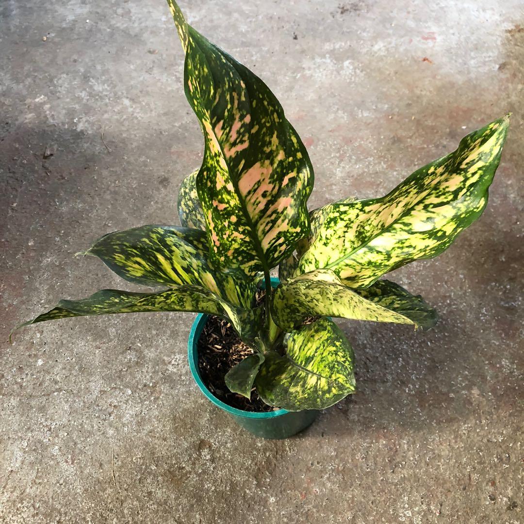 Aglaonema Etta Rose, Furniture & Home Living, Gardening, Plants & Seeds ...