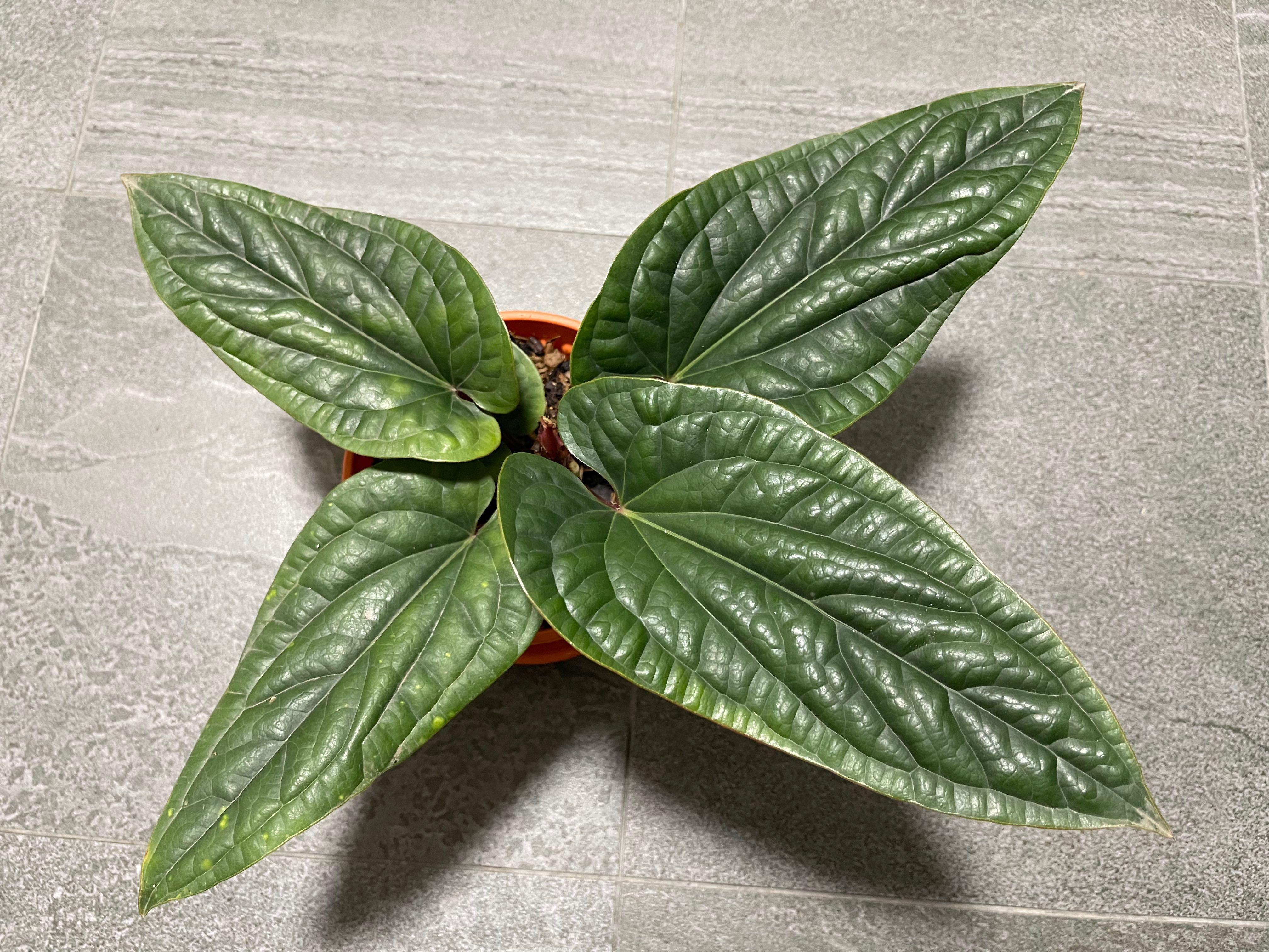 Anthurium Radicans, Gardening, Plants on Carousell