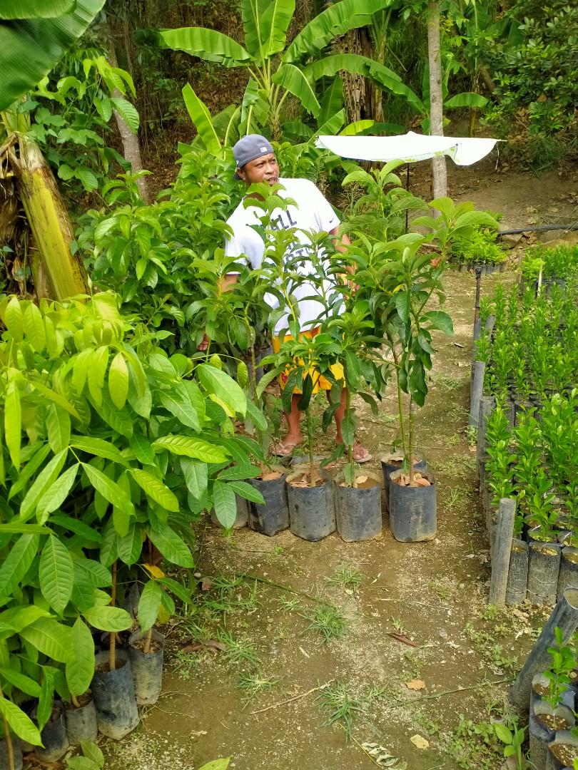 Avocado(cardinal variety), Furniture & Home Living, Gardening, Plants ...