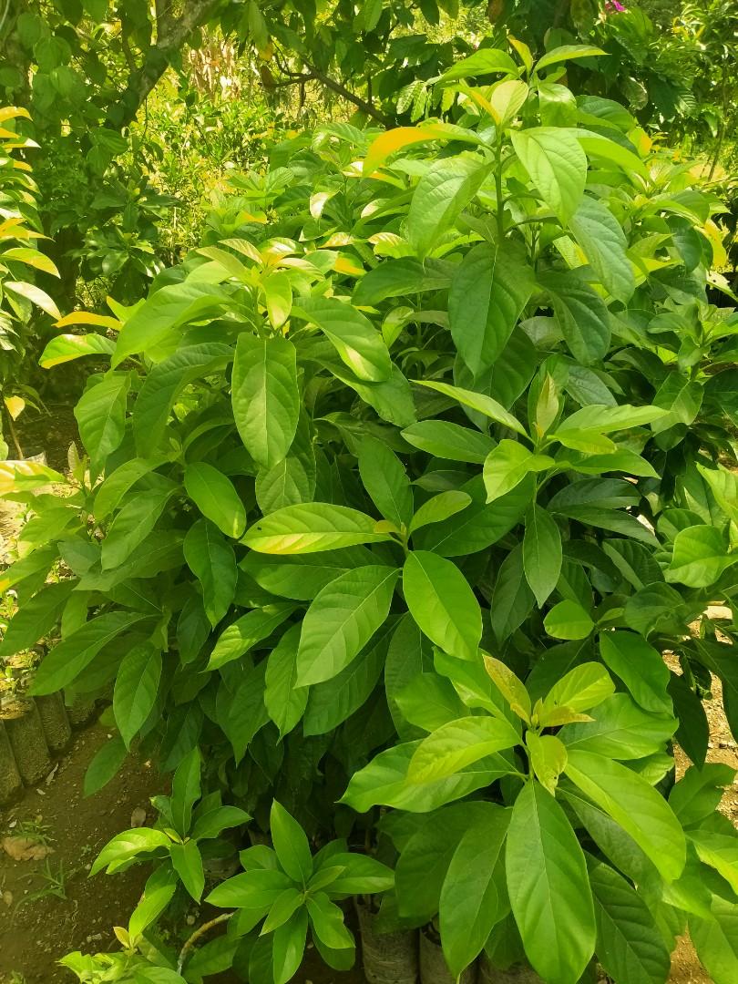 Avocado(cardinal variety), Furniture & Home Living, Gardening, Plants ...