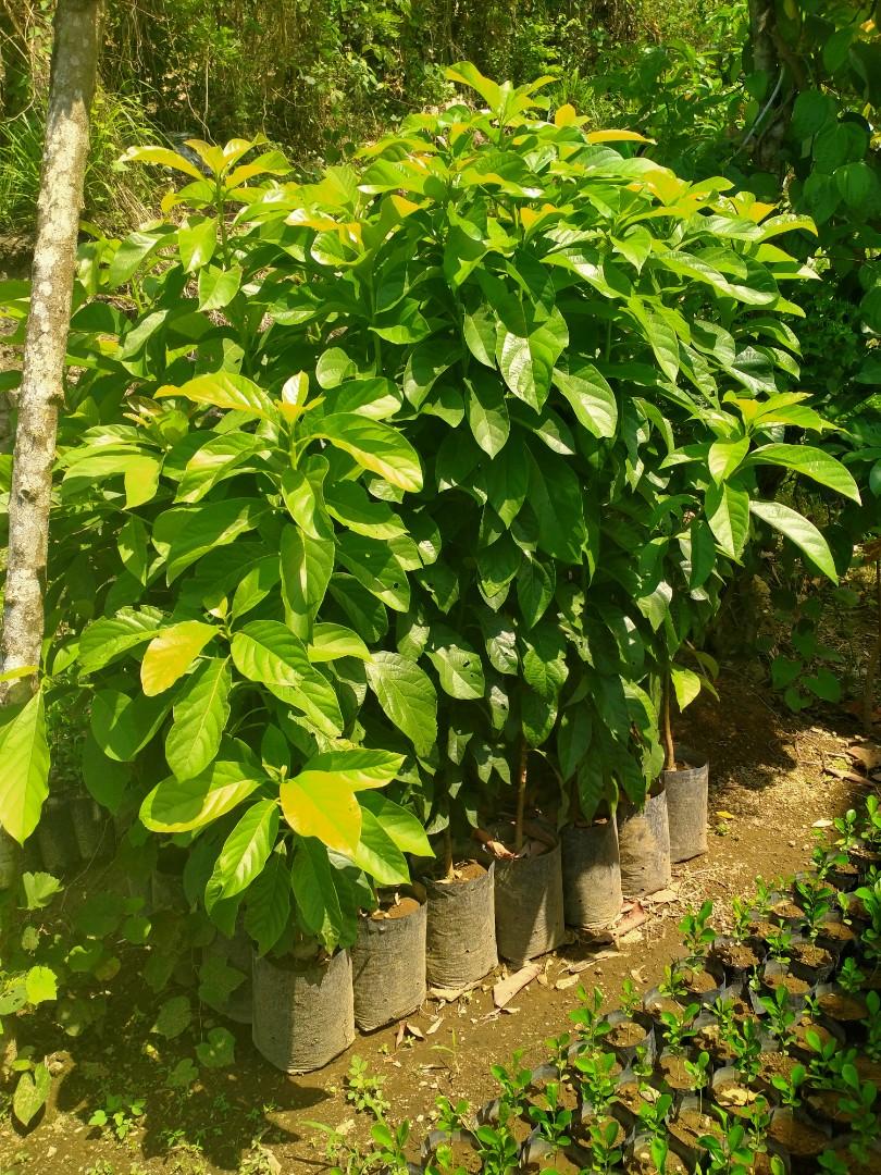 Avocado(cardinal variety), Furniture & Home Living, Gardening, Plants ...