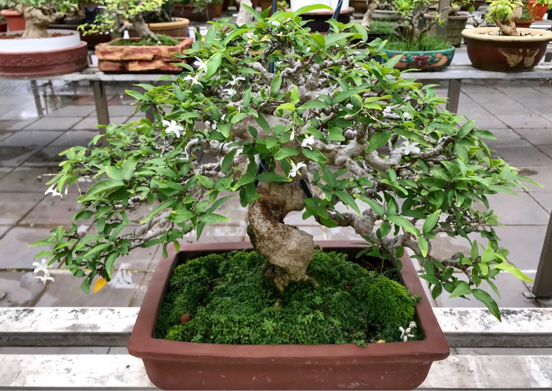 Competition Grade - 25 years Shui Mei bonsai, Furniture & Home Living ...