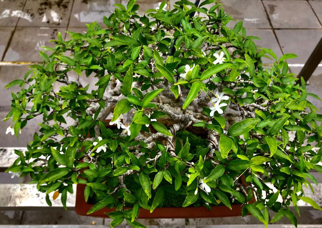 Competition Grade - 25 years Shui Mei bonsai, Furniture & Home Living ...