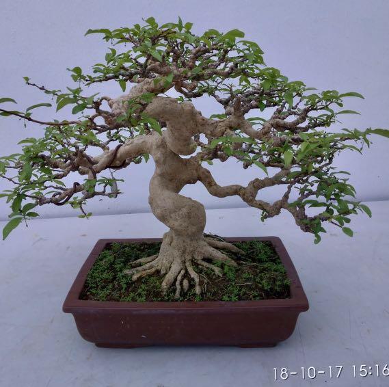 Competition Grade - 25 years Shui Mei bonsai, Furniture & Home Living ...